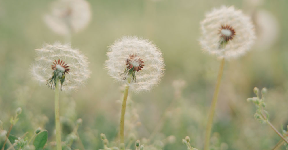 Coming to Our Senses - HavenToday.org